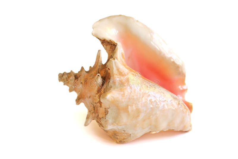 Conch shell on a beach stock photo. Image of isolated - 237470330