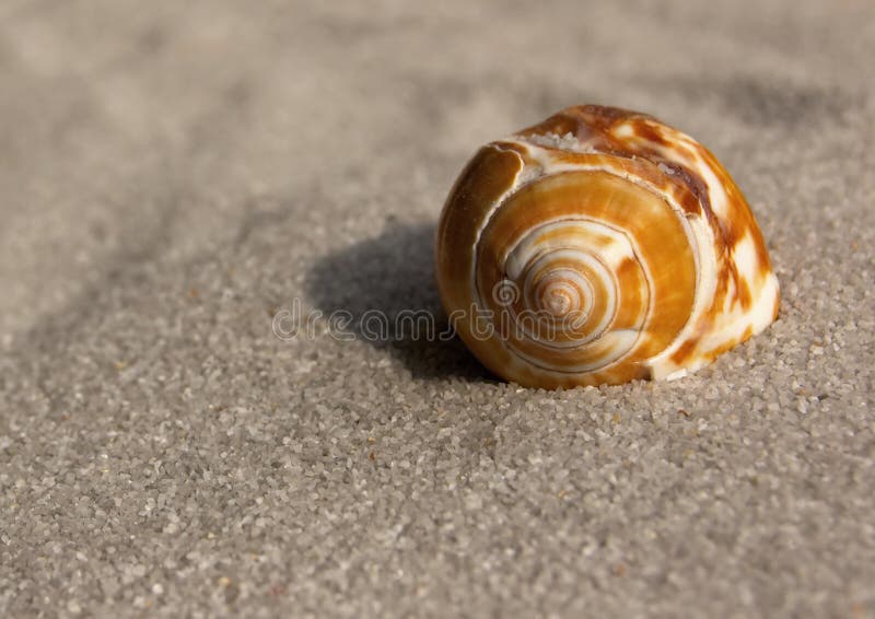 Conch shell stock image. Image of shell, scallop, mollusk - 4812457