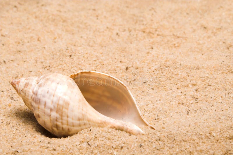 Conch Shell stock image. Image of oceanic, natural, shellfish - 5068359