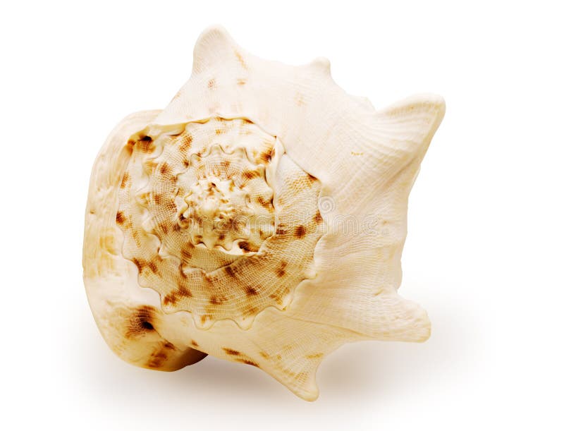 Conch Shell stock photo. Image of home, ocean, animal - 5239620