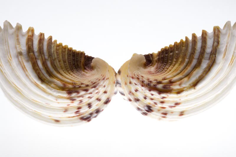 Conch Picture. Image: 5475272