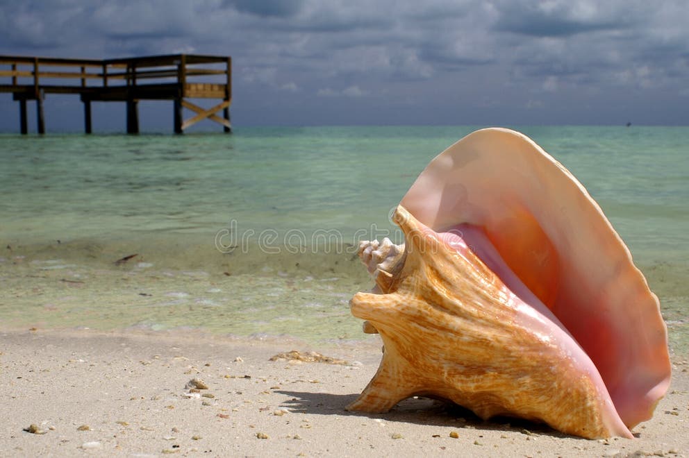 Conch Shell stock image. Image of love, background, beach - 987557