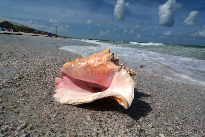 Conch Shell on Blue stock photo. Image of conch, natural - 16463310