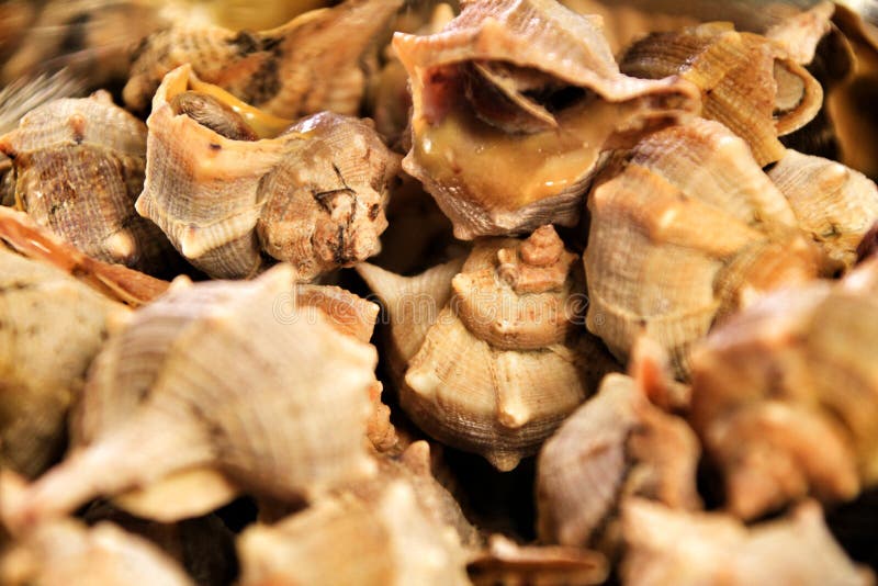 Conch Shell Aperitif Texture Stock Image - Image of plate, fish: 133397977