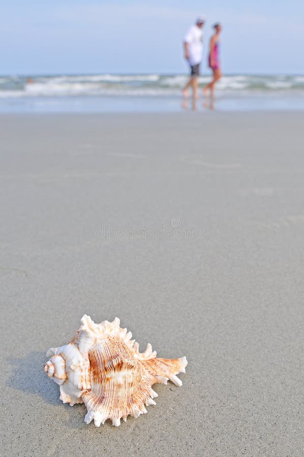 Conch shell on sand stock photo. Image of beach, focus - 2046280
