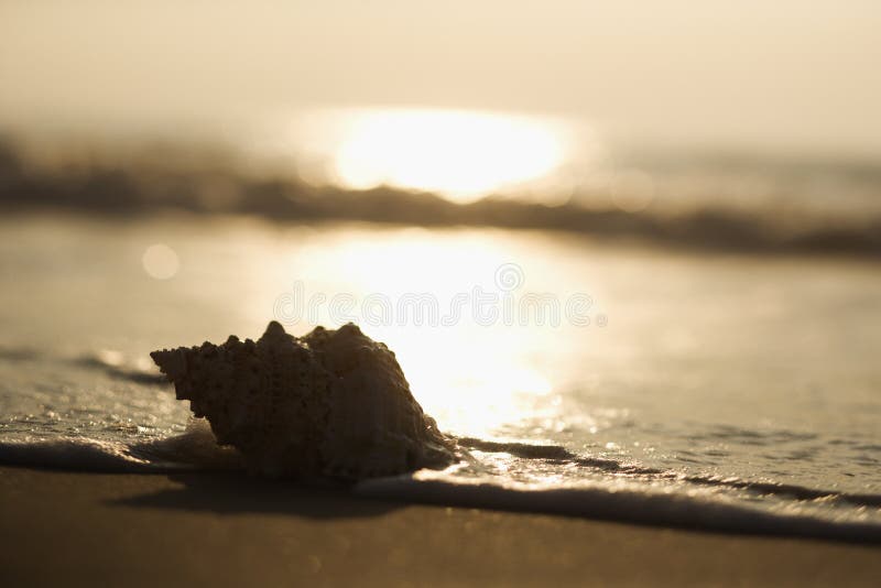 Conch shell on sand stock photo. Image of beach, focus - 2046280