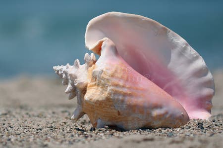 Conch shell on beach stock image. Image of holiday, collect - 5275787