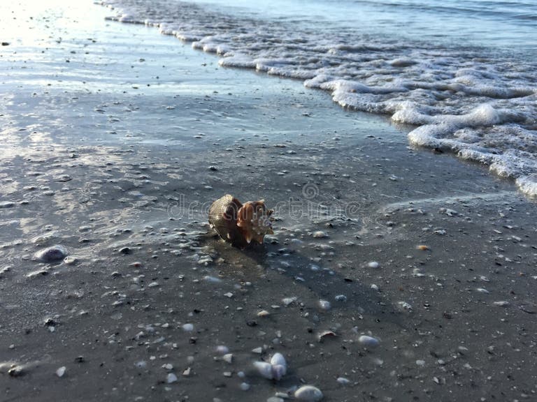 Conch Shell stock image. Image of shell, waves, tide - 67227179