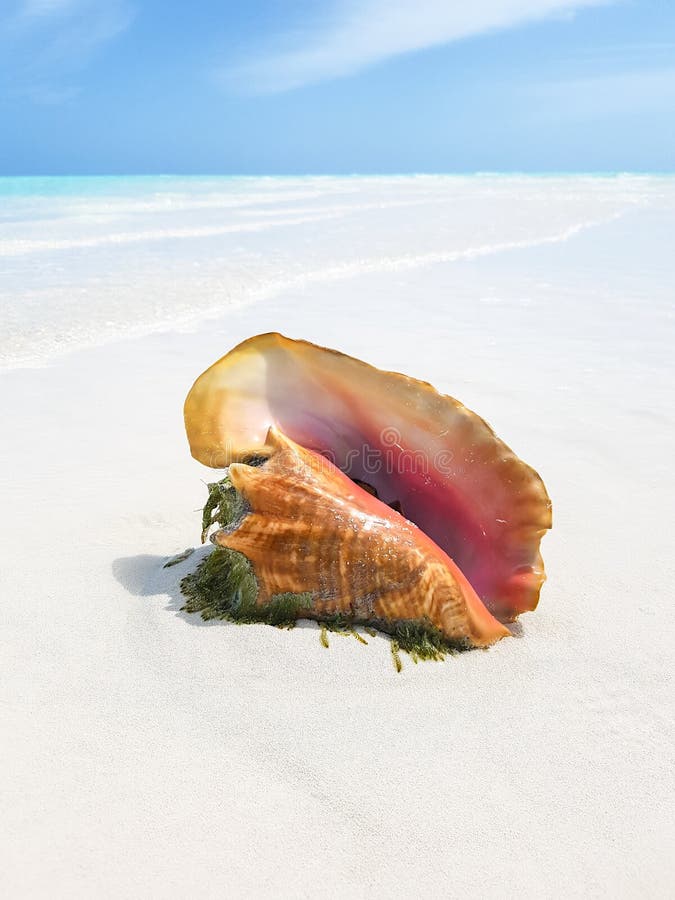 Conch Picture. Image: 5475272
