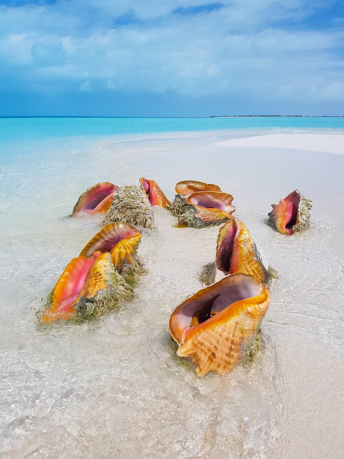 Conch shell on the beach stock photo. Image of seashell - 69207652