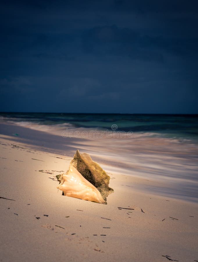 Conch Shell Beach Caribbean Stock Image - Image of grand, coast: 88444509