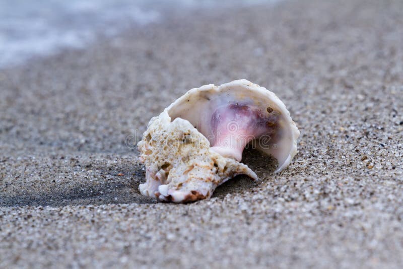 Conch shell on the beach stock image. Image of beauty - 78633645