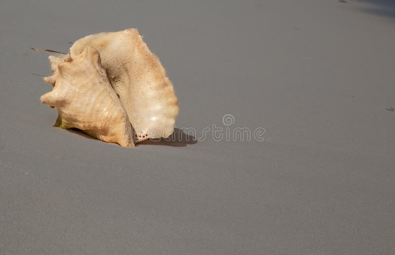 Conch shell on a beach stock photo. Image of isolated - 237470330