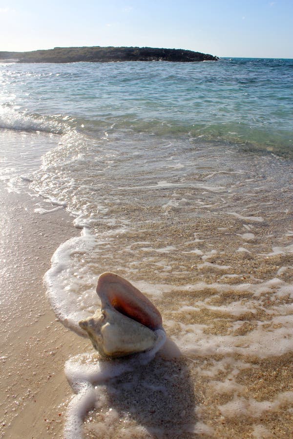 Conch shell on the beach stock image. Image of ocean - 238349635