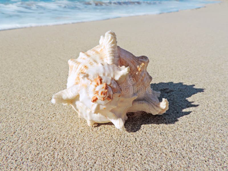 Conch shell at the beach stock photo. Image of conch - 73676972