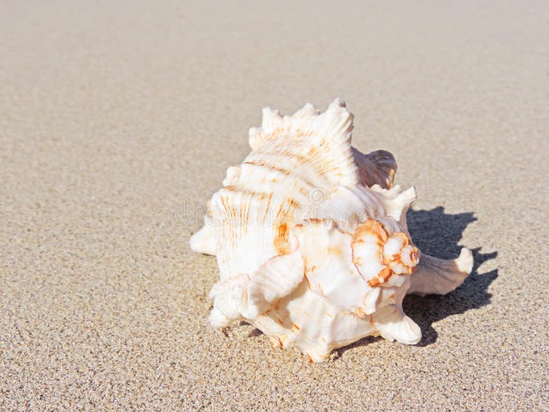 Conch Shell Beach Stock Photos - Download 17,917 Royalty Free Photos