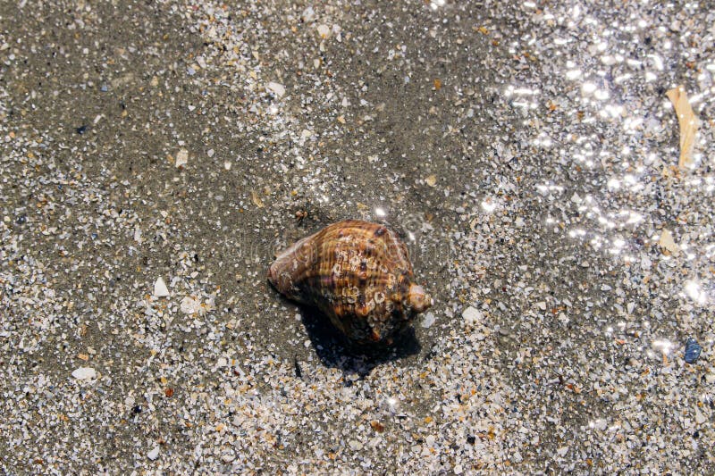 Conch Shell on Beach with Waves Stock Photo - Image of mollusk, marine ...
