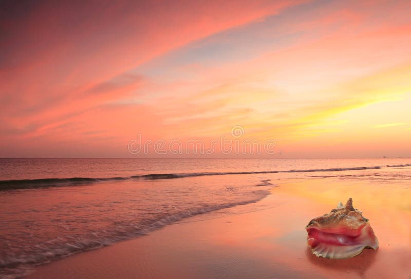 29,306 Conch Shell Beach Stock Photos - Free & Royalty-Free Stock ...