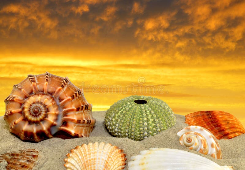 Conch shell stock photo. Image of nature, fresh, sunrise - 39268060