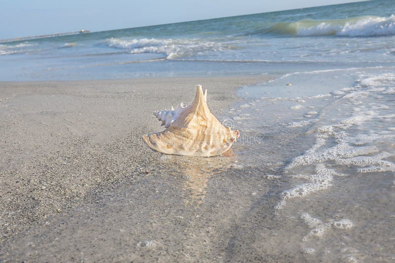 Conch Shell on the Beach stock image. Image of animal - 58635667