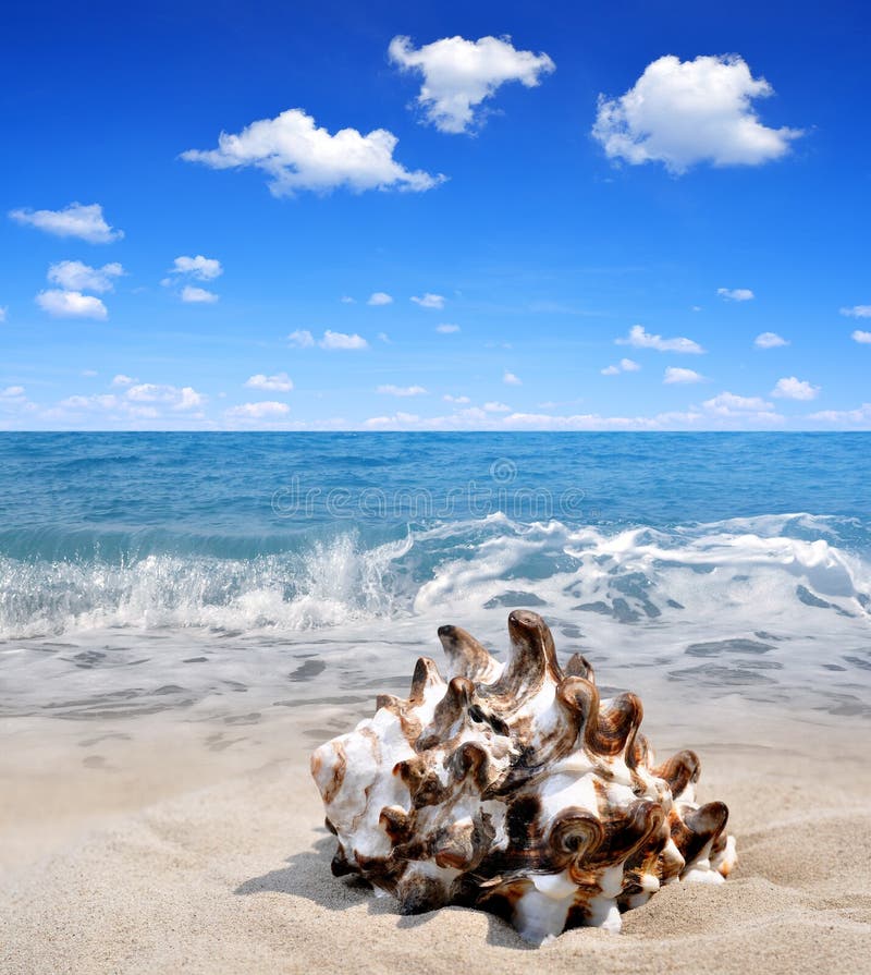 Conch shell on beach stock photo. Image of beautiful - 38801800