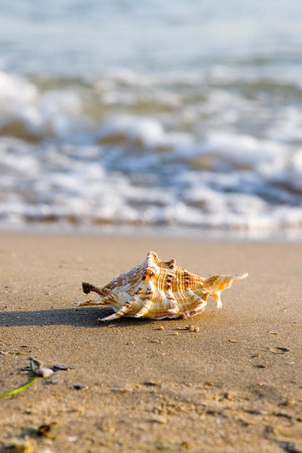 Conch Shell on Beach with Waves Stock Photo - Image of holiday, surf ...