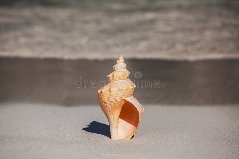 Conch Shell on Beach with Waves Stock Photo - Image of outdoors, calm ...