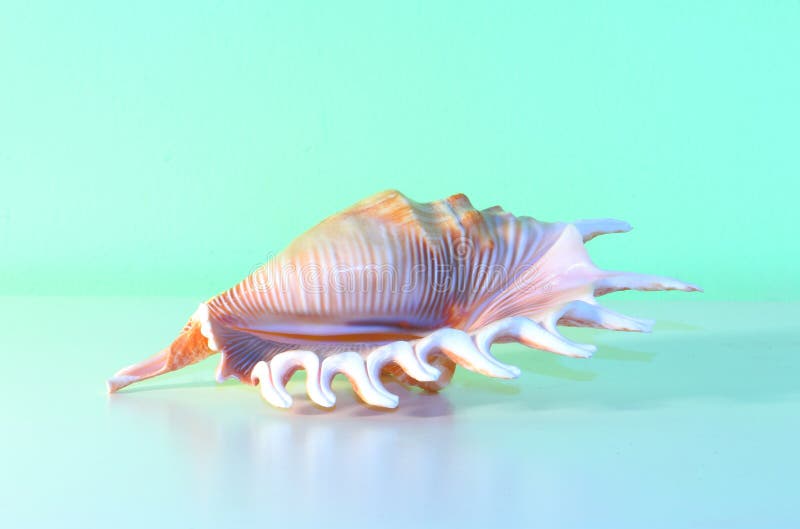 Queen Conch Shell stock photo. Image of pink, water, tropical - 6041514