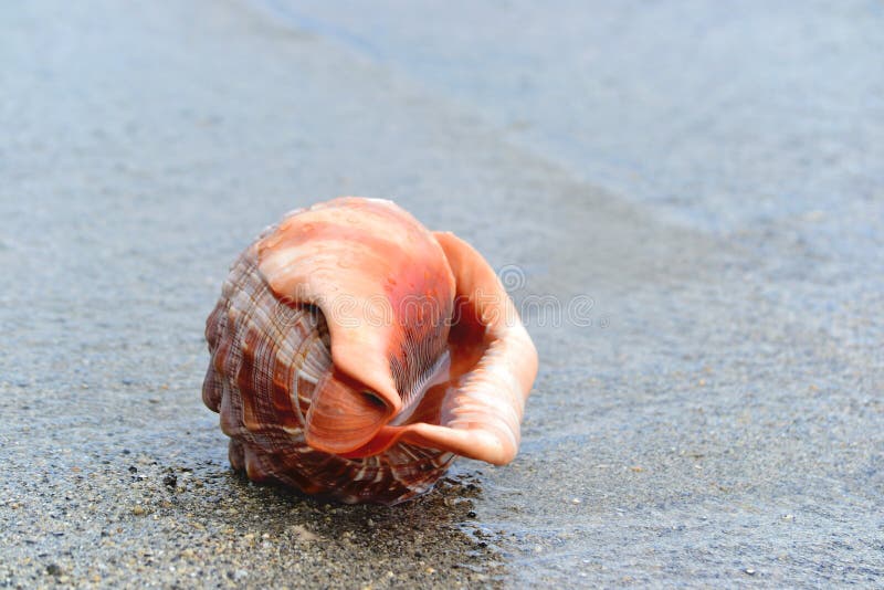 Conch shell stock photo. Image of focus, indian, excursion - 30348938