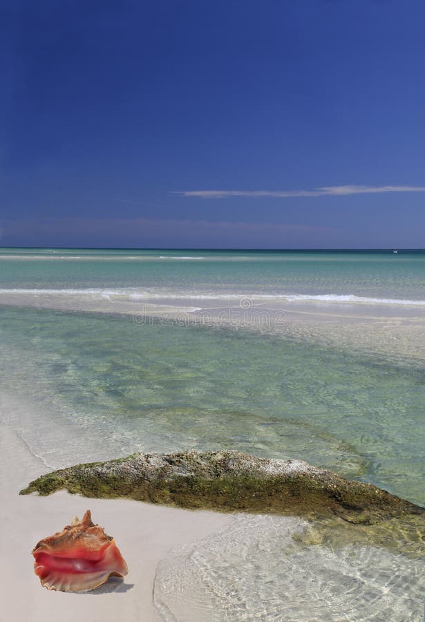 Conch Shell On White Sand Beach Stock Photo - Image of conch, solitude ...