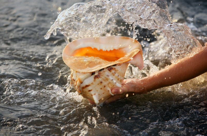 Conch shell stock image. Image of focus, sunset, ocean - 47049507