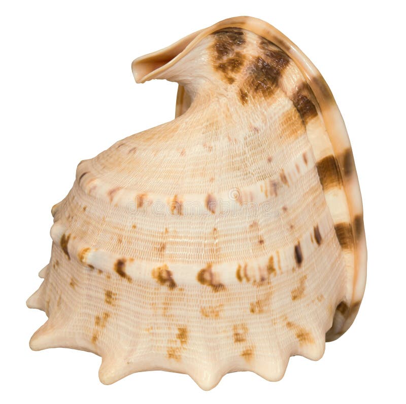 Conch shell stock photo. Image of isolatedbackground - 35844584