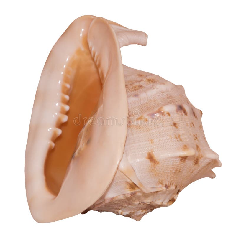Conch shell stock photo. Image of conch, climate, life - 35844588