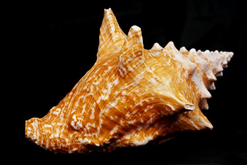 Conch Shell On Black Stock Photography - Image: 24673662