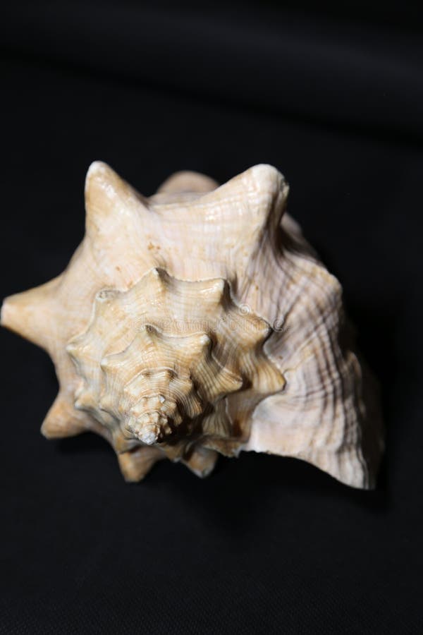 Conch Shell on Black Background - Side View Stock Image - Image of ...