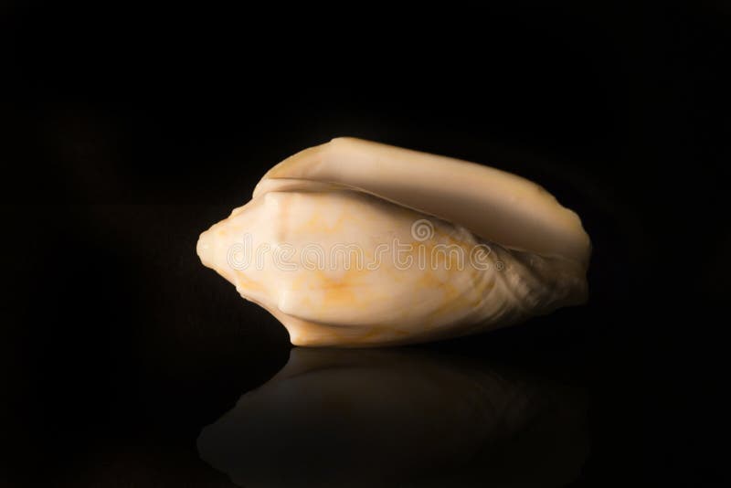 Conch Shell on Black with Reflection Stock Photo - Image of design ...