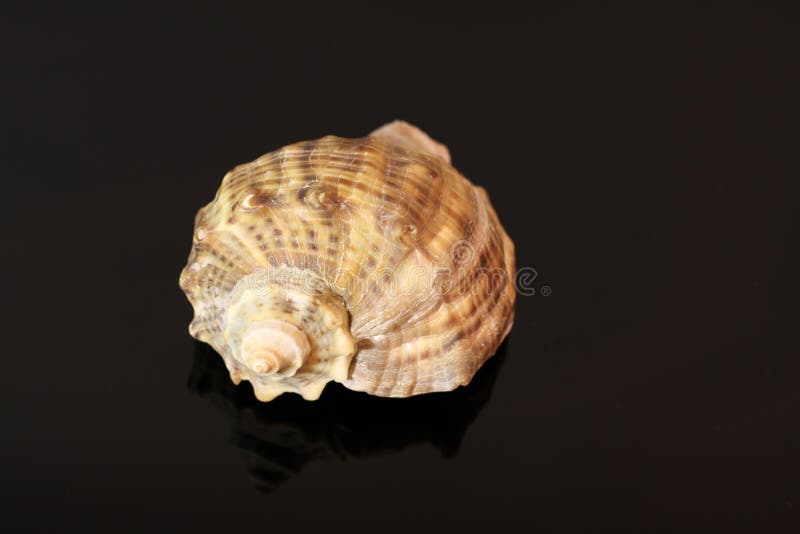 Conch Shell and Black Table Stock Image - Image of decoration, black ...
