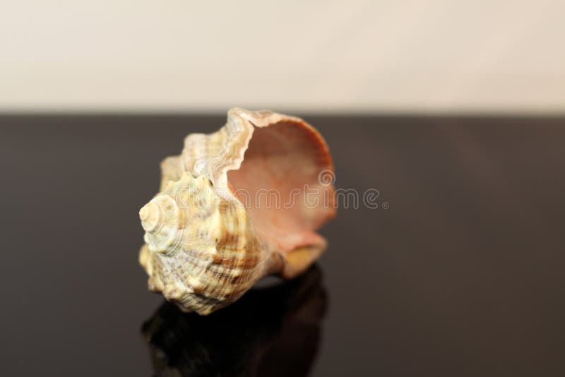 Conch Shell and Black Table Stock Image - Image of snail, seashell ...