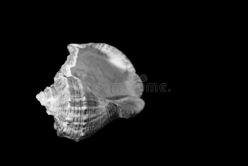 Conch Shell and Black Table Stock Photo - Image of ocean, rapan: 139095292