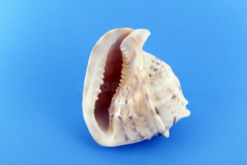 Conch Shell on Blue stock photo. Image of large, souvenir - 16463310