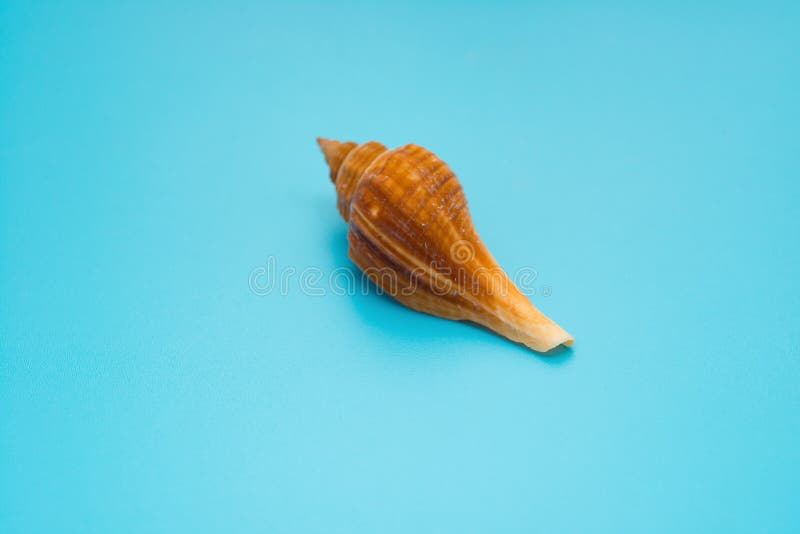 Conch Shell on Blue Background Stock Image - Image of shell, seafood ...