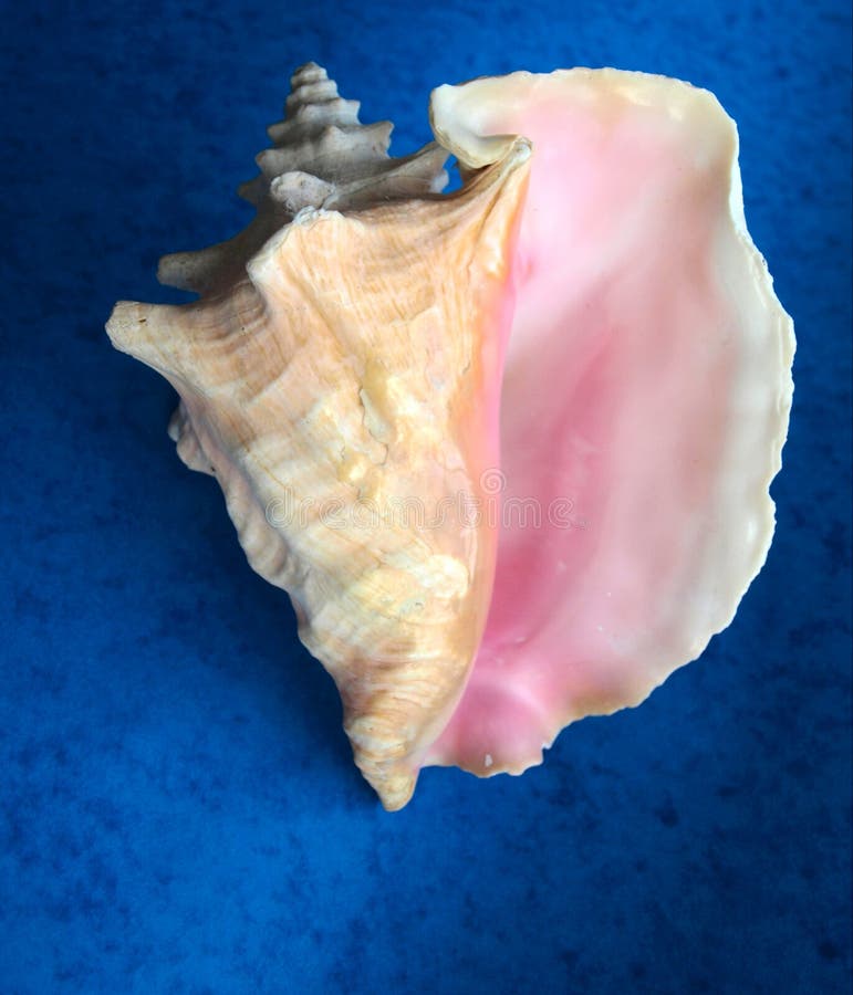 Conch Shell on Blue Background Stock Image - Image of holiday ...