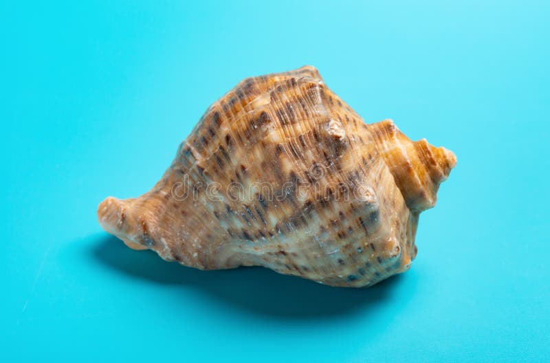Conch Shell on Blue Background Close Up Stock Photo - Image of snail ...