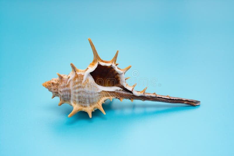 Conch Shell on Blue Background Stock Image - Image of bursidae, nature ...