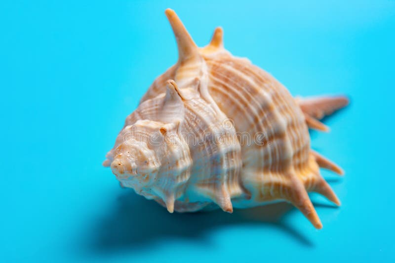 Conch Shell on Blue Background Stock Image - Image of seashell, animal ...
