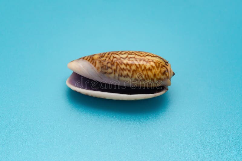 Conch Shell on Blue Background Stock Photo - Image of snail, conch ...