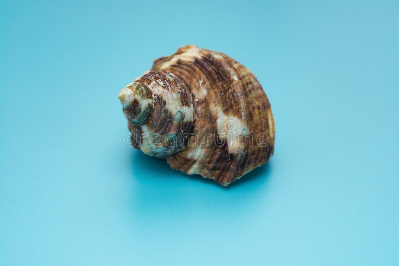 Conch Shell on a Blue Background Stock Image - Image of background ...