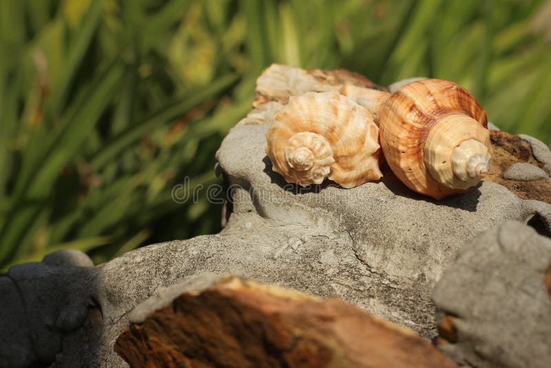 Conch Shell on Brown Stone at the Garden. Stock Photo - Image of ...
