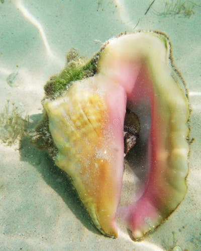 Conch Shell stock image. Image of underwater, ocean, conch - 79894557