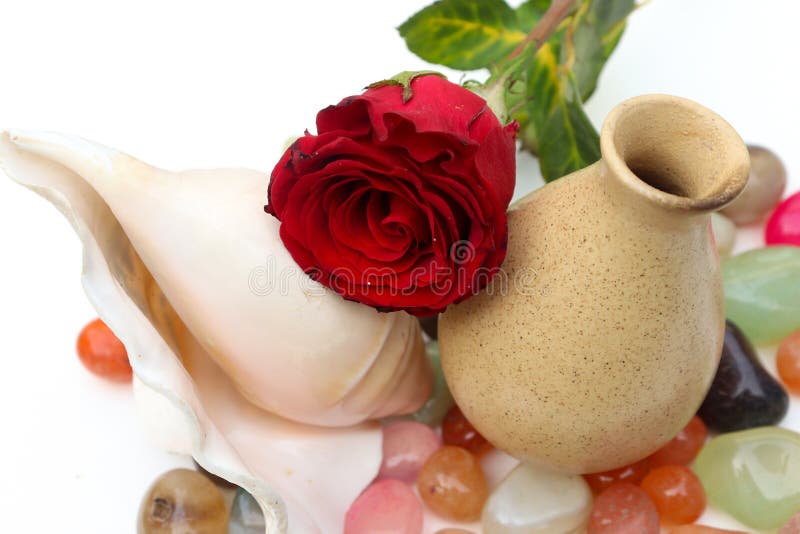 Conch Shell, Ceramic Pot and Beautiful Red Rose with Colorful Stone on ...